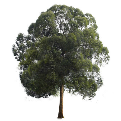 Texture PNG camphor tree borneo