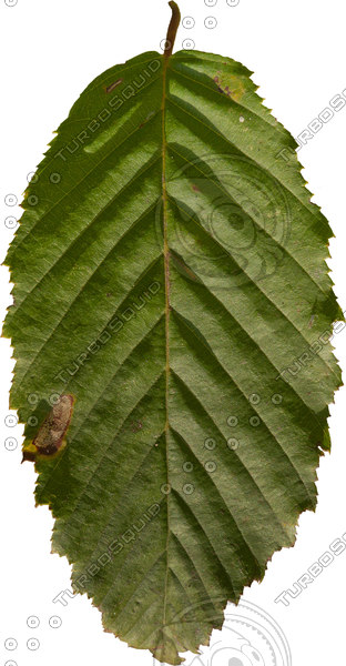 Texture JPEG leaf garden landscape