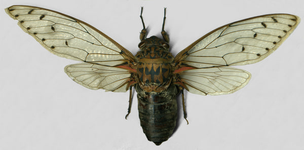 Texture JPEG insect wing bug