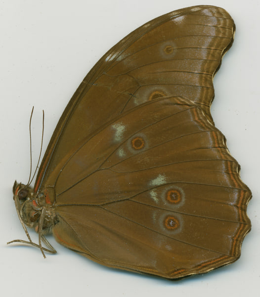 Texture JPEG butterfly wings insect