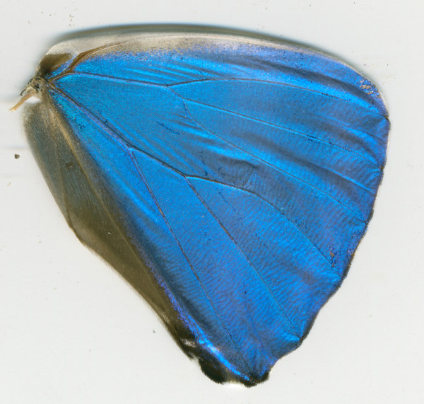 Texture JPEG butterfly wings insect