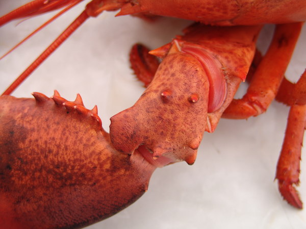 Texture JPEG anthropod creature crustacean