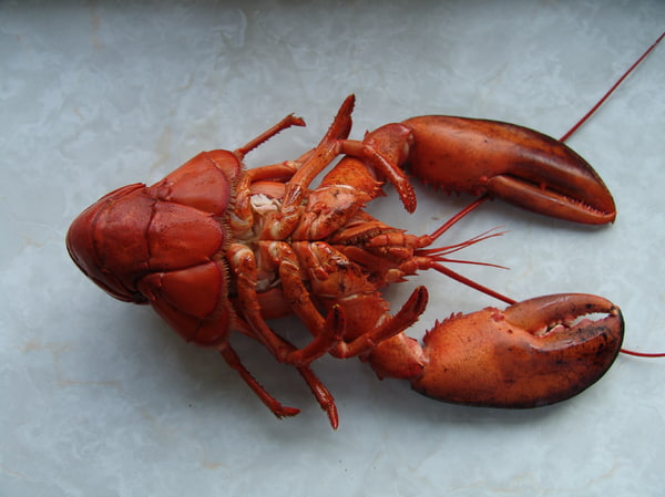 Texture JPEG anthropod creature crustacean