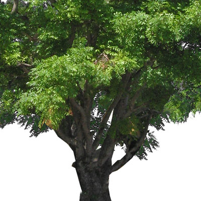 Texture PNG neem tree Azadirachta