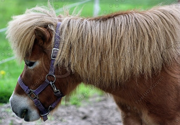 Stock JPEG Pony animal horse