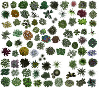 Texture Photoshop tree view plan