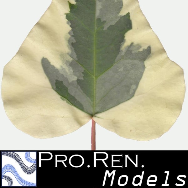 Texture JPEG leaf texture opacity