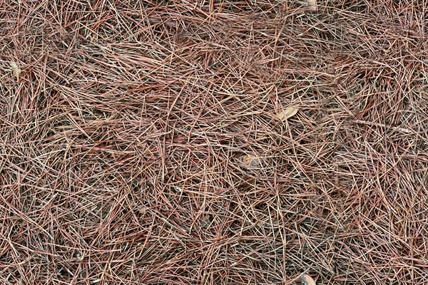 Texture JPEG pine straw pinestraw