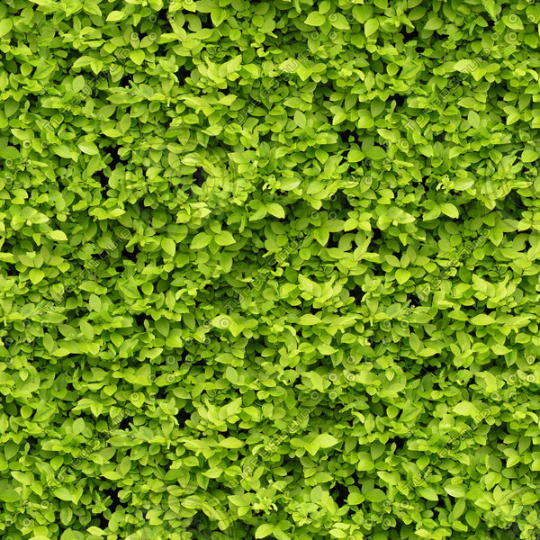 Hedge Texture Seamless