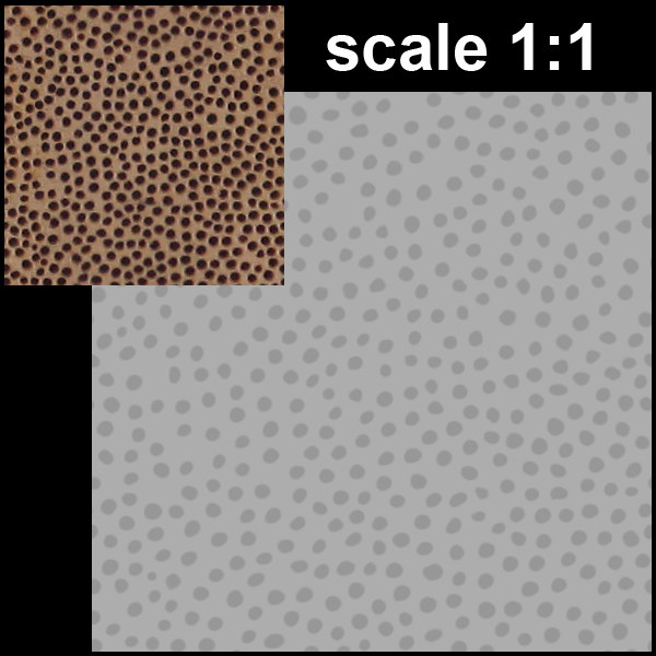 Texture Targa Bracket fungi spore