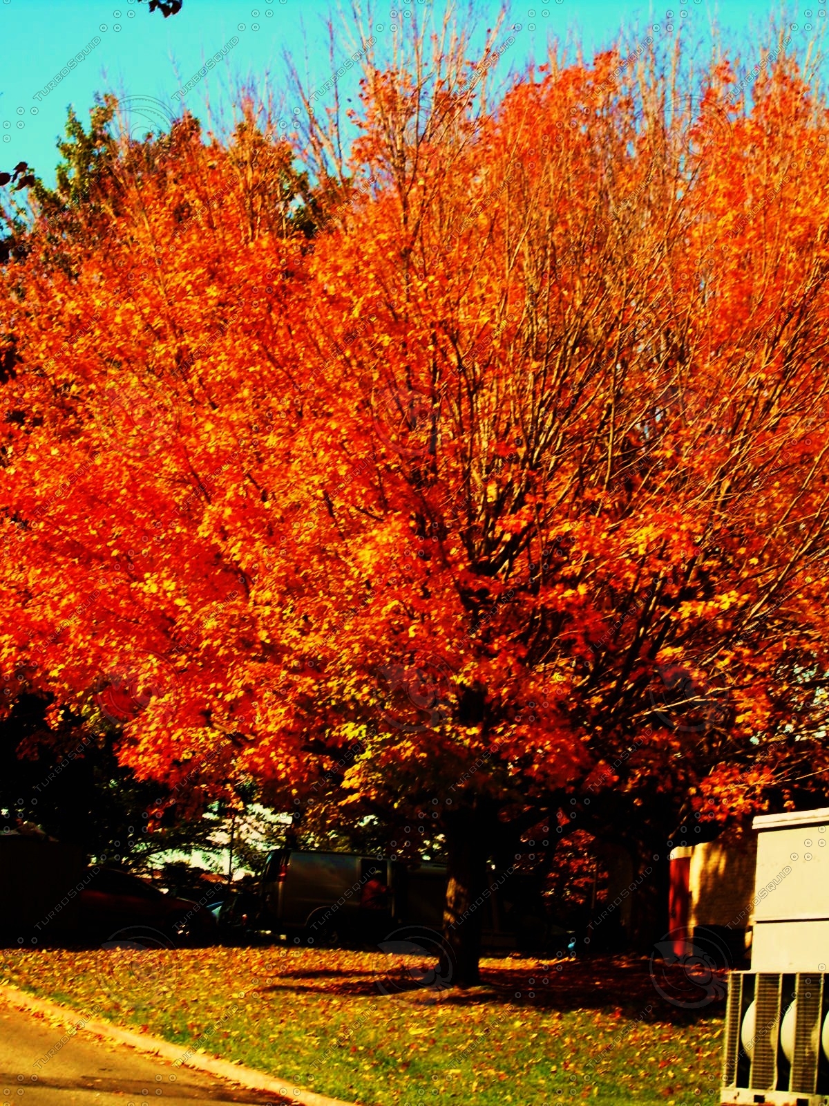 Stock JPEG background fall trees