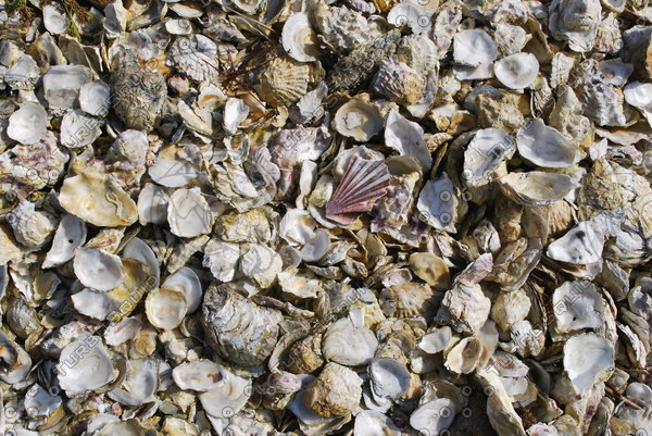 Texture JPEG shell texture seashell