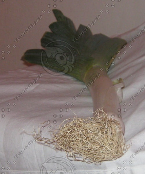 Texture JPEG leek texture cross cut