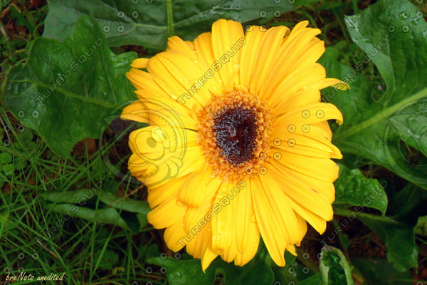 Stock JPEG Gerbera Yellow Flower