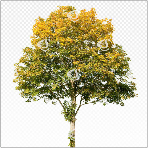 Texture TIFF Acer maple bergahorn