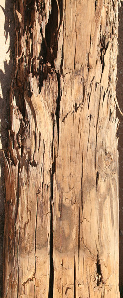 Texture Photoshop bark alpha zbrush