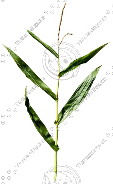 Texture PNG corn plant plants