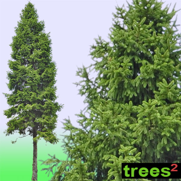 Texture Photoshop fir abies tree