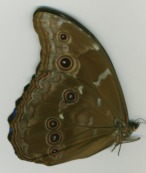 Texture JPEG butterfly wings insect