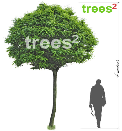 Texture Photoshop acacia tree free