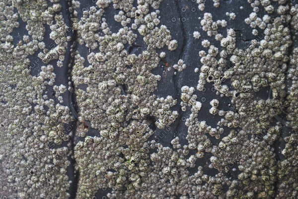 Texture JPEG sea wall seawall