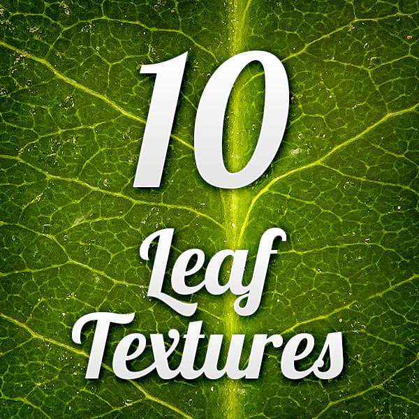 Texture JPEG leaf texture leaves