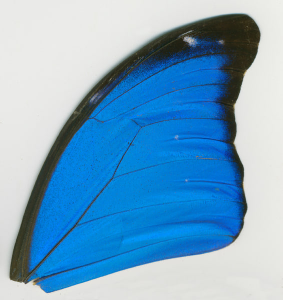 Texture JPEG butterfly wings insect