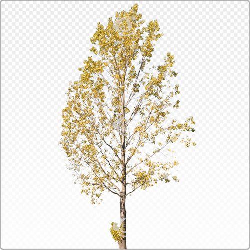 Texture TIFF populus poplar pappel
