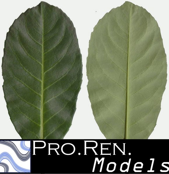 Texture JPEG leaf texture opacity