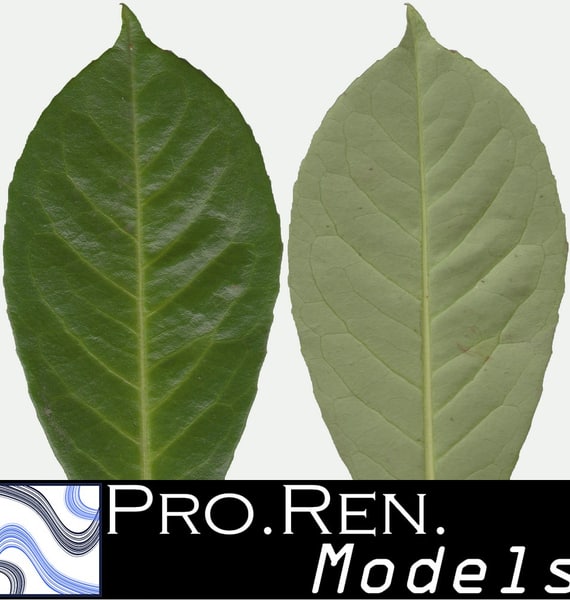 Texture JPEG leaf texture opacity