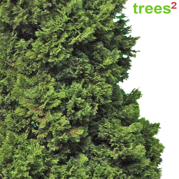 Texture Photoshop thuja tree conifer