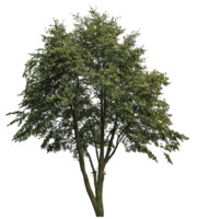 Texture Photoshop tree foliage