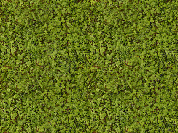 Texture JPEG clover grass ground