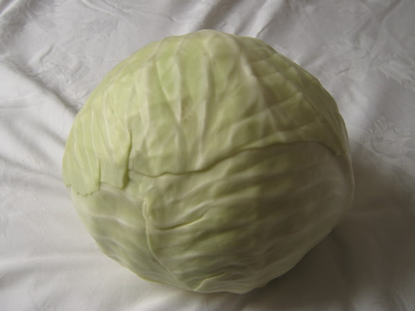 Stock JPEG cabbage white foodstuff