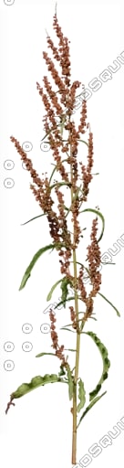 Texture TIFF Plant Wildness Billboard