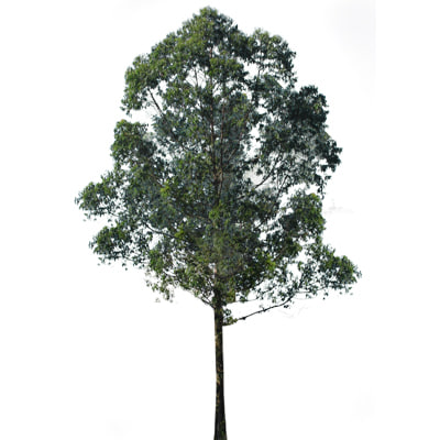 Texture PNG acacia auriculiformis tree