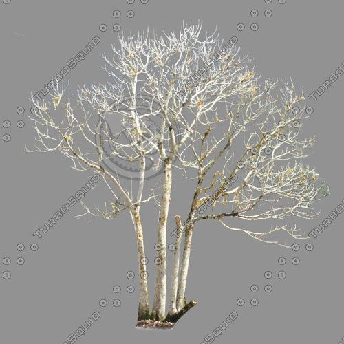 Texture PNG dry tree trunk