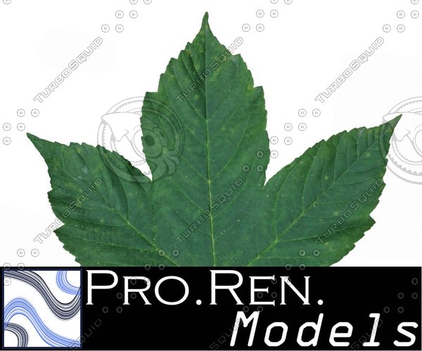 Texture JPEG leaf texture opacity