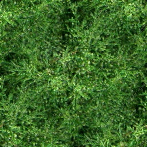 Texture JPEG juniper cypress thuja