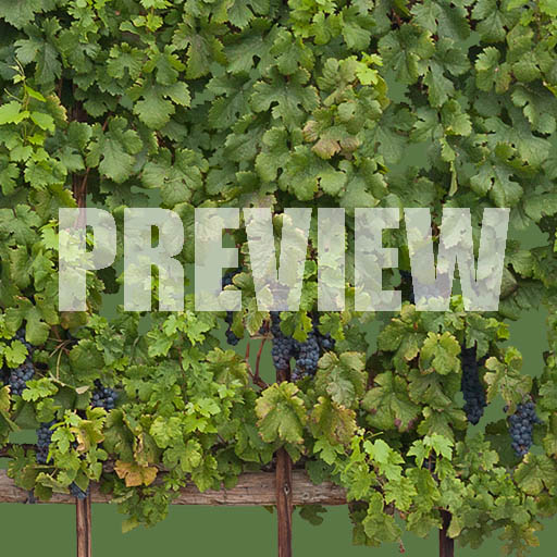 Texture PNG grape vine cutout