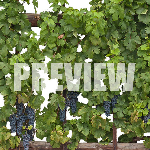 Texture PNG grape vine cutout
