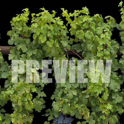Texture PNG grape vine cutout