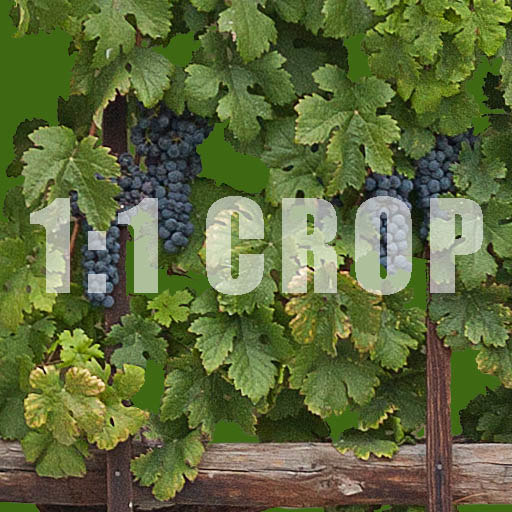 Texture PNG grape vine cutout