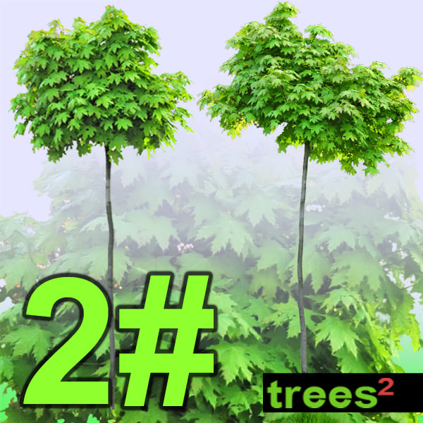 Texture Photoshop Maple Globosum tree