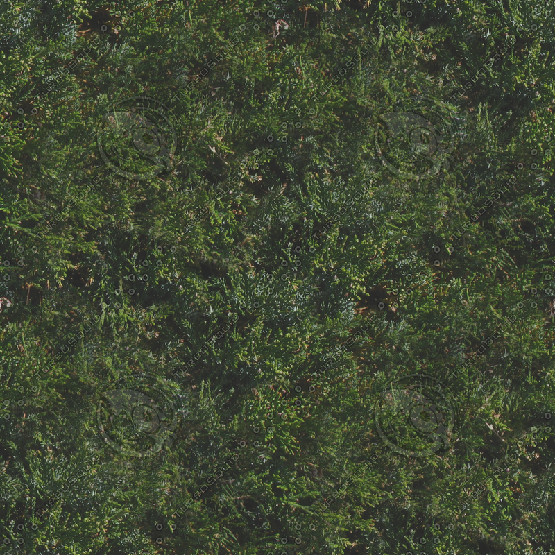 Texture PNG bush texture seamless