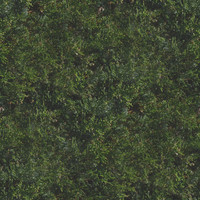 Texture Windows Bitmap foliage flora bush