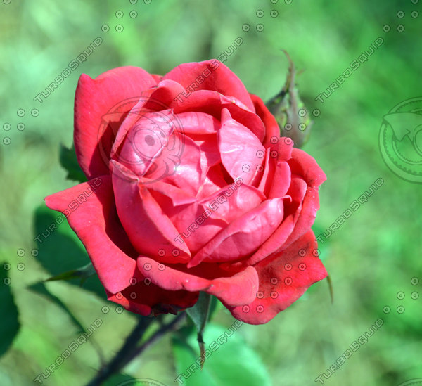 Stock JPEG rose foto photo