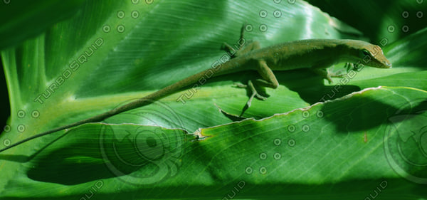 Stock JPEG lizard animal reptile