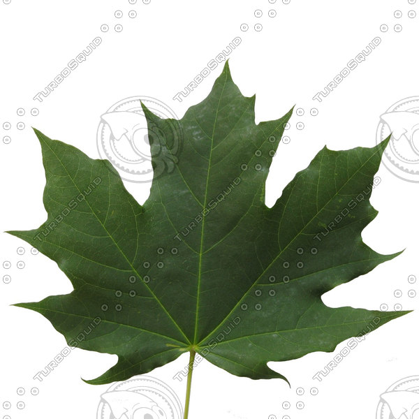 Maple Tree Leaves Texture