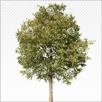 Texture TIFF robinia locust robinie